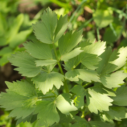 Lestyán - Levisticum officinale - termesztés