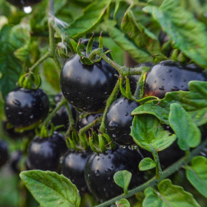 Semena rajčat – tyčkové rajče Indigo Blue Berries – Solanum lycopersicum