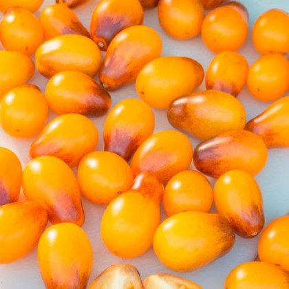 Semena rajčat – tyčkové rajče Indigo Pear Drops – Solanum lycopersicum