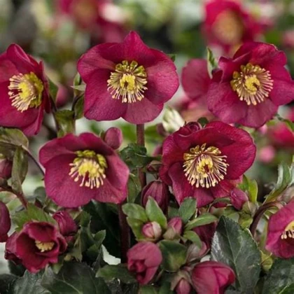 Pirosló hunyor – Helleborus purpurascens – virágpalánta