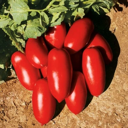 BIO Paradicsom Inka F1 – Lycopersicon esculentum – bio paradicsommagok