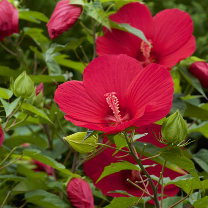 Nippon Red F1 mocsári hibiszkusz – Hibiscus moscheutos – termesztés