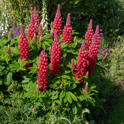 Lupina vörös - Lupinus polyphyllus - lupin palánta - szabadgyökerű ...