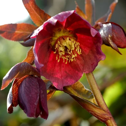 Pirosló hunyor – Helleborus purpurascens – virágpalánta
