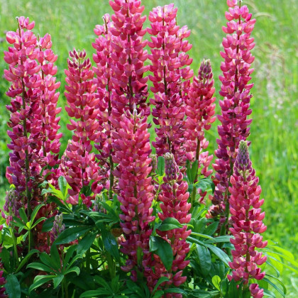 Lupina vörös - Lupinus polyphyllus - lupin palánta - szabadgyökerű ...